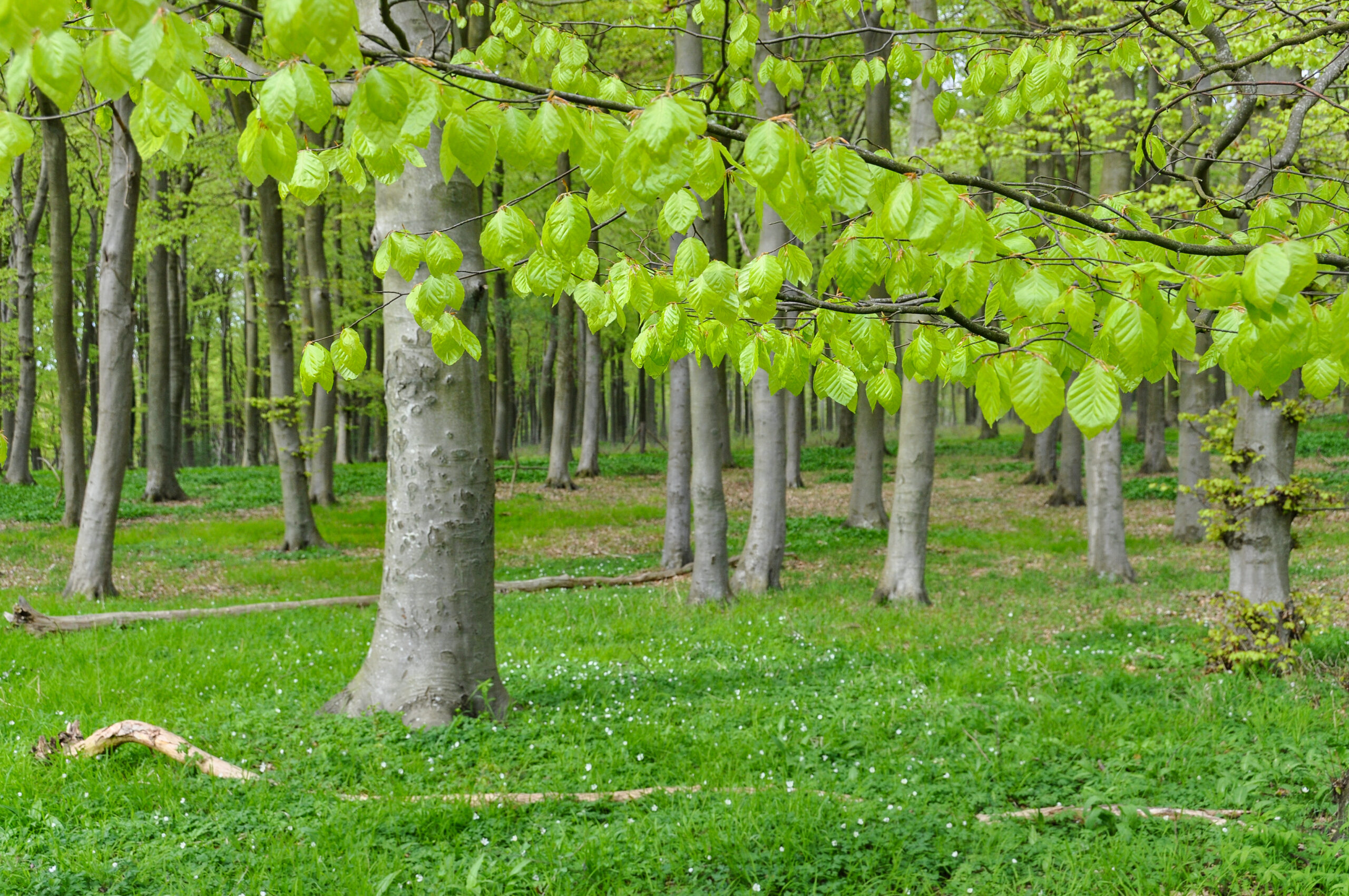 Insight: Direct air capture will be critical to meeting Denmark’s 2050 ...